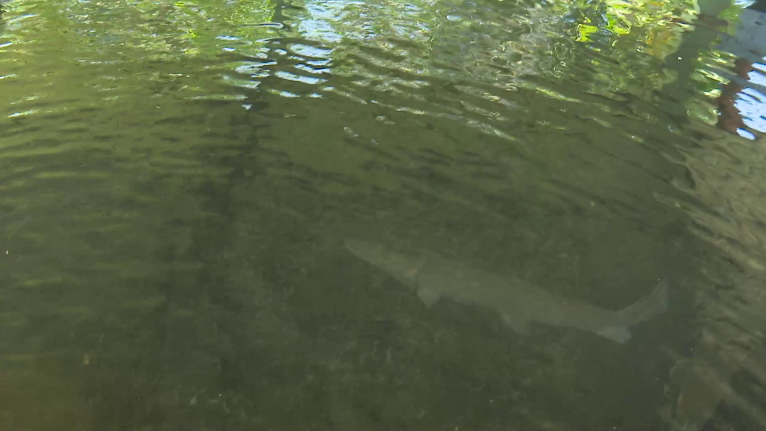 Manjuarí, una especie que protegen en la Ciénaga de Zapata - TV Yumurí