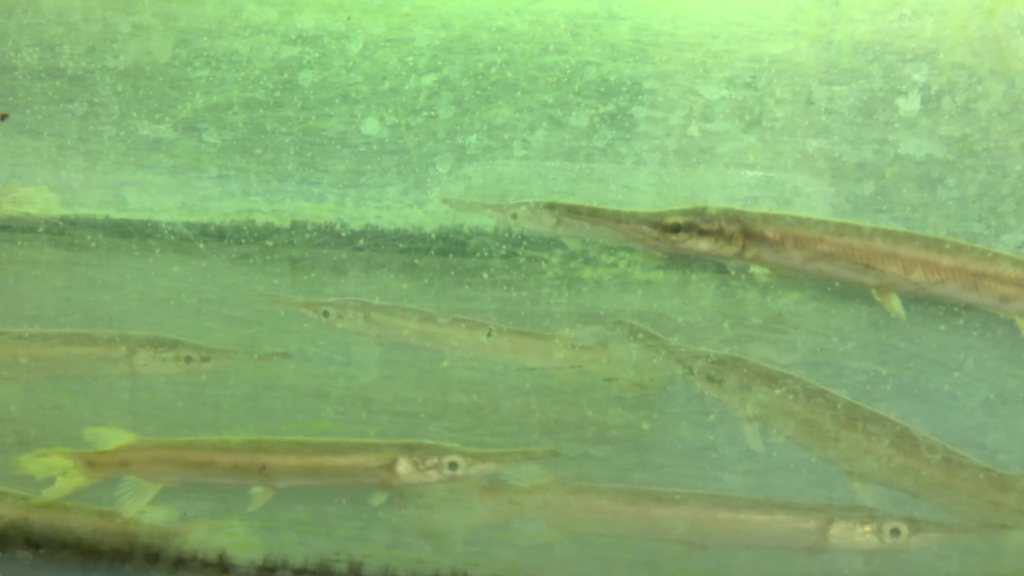 Manjuarí, una especie que protegen en la Ciénaga de Zapata - TV Yumurí