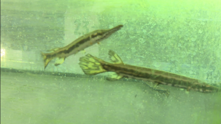 Manjuarí, una especie que protegen en la Ciénaga de Zapata - TV Yumurí