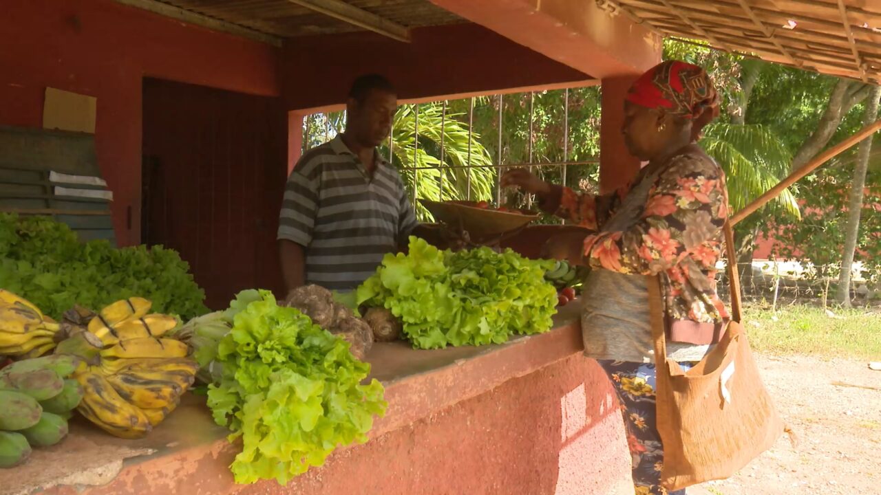 Apuestan por el cultivo de hortalizas en Limonar - TV Yumurí