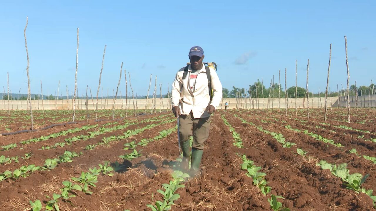 Siembra de tabaco a punto de concluir en Matanzas - TV Yumurí
