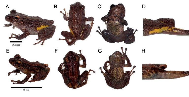 Descubren nueva especie de rana en Ecuador - TV Yumurí