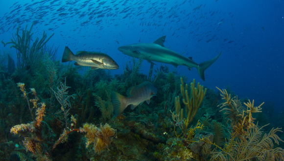Los peces de Cuba