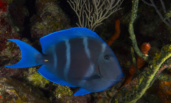 Los peces de Cuba