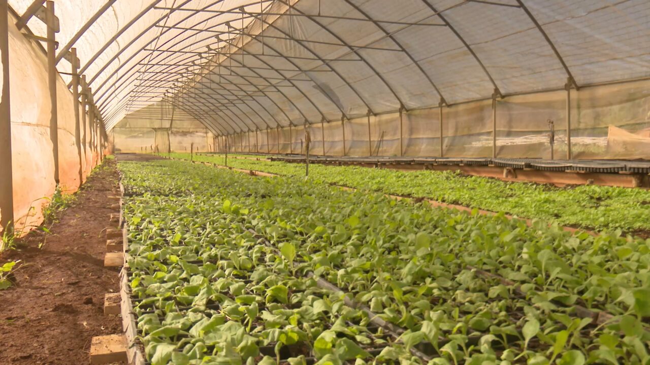 Amplían siembra de tabaco en Pedro Betancourt - TV Yumurí